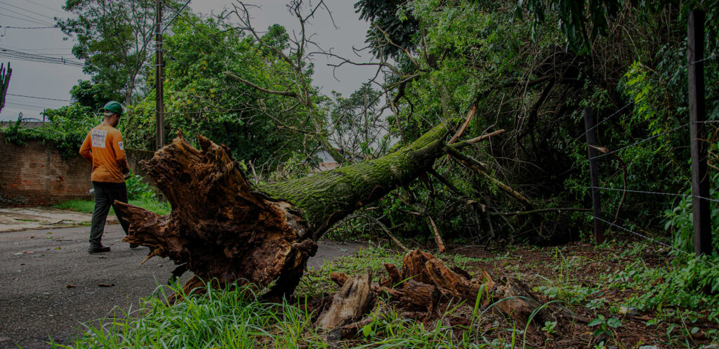 Emergency Tree Work Gold Coast | Tree Menders Tree Care