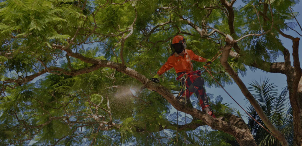 Tree Lopping Gold Coast | Tree Menders Tree Care