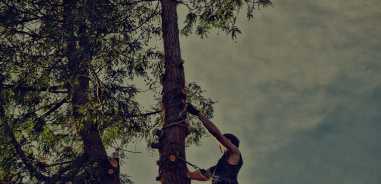 Big Tree Felling Gold Coast | Tree Menders Tree Care