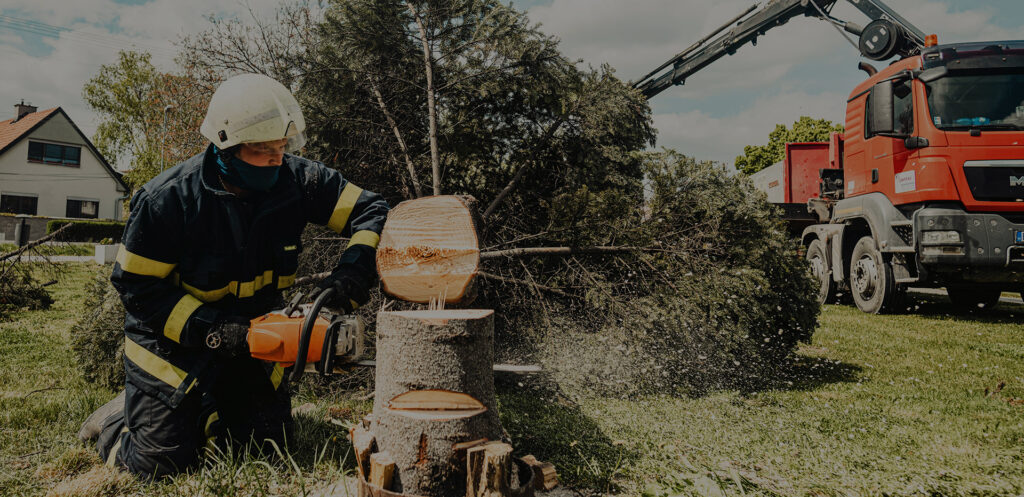 Tree Felling Gold Coast | Tree Menders Tree Care