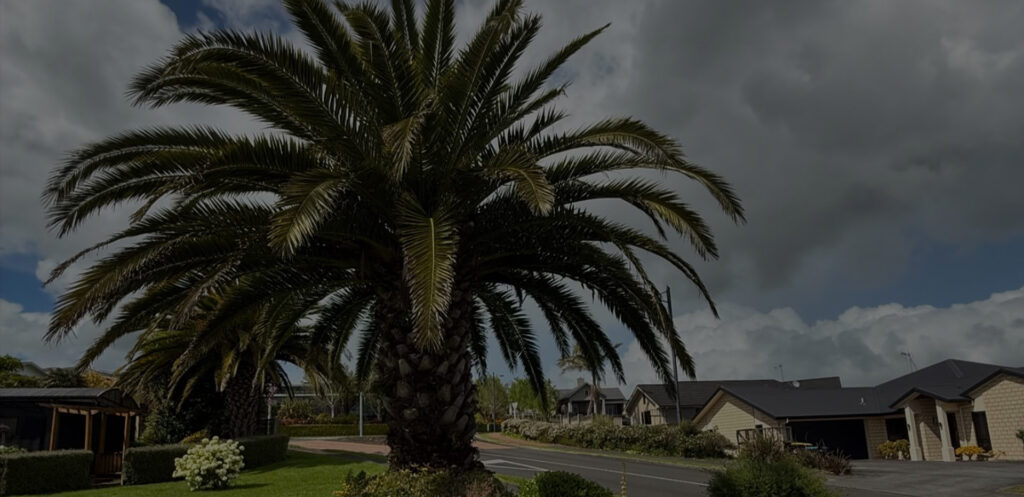 Tree Shaping Gold Coast | Tree Menders Tree Care